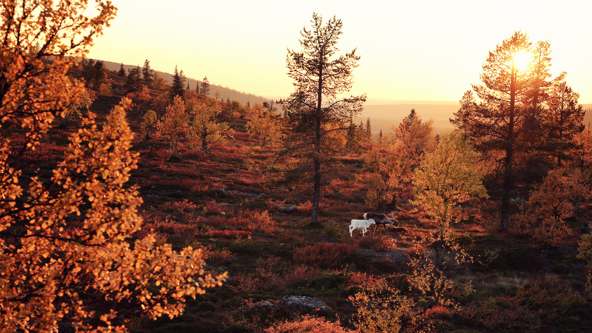 Muonio, Olos & Pallas - Fell Lapland | Visit Finnish Lapland
