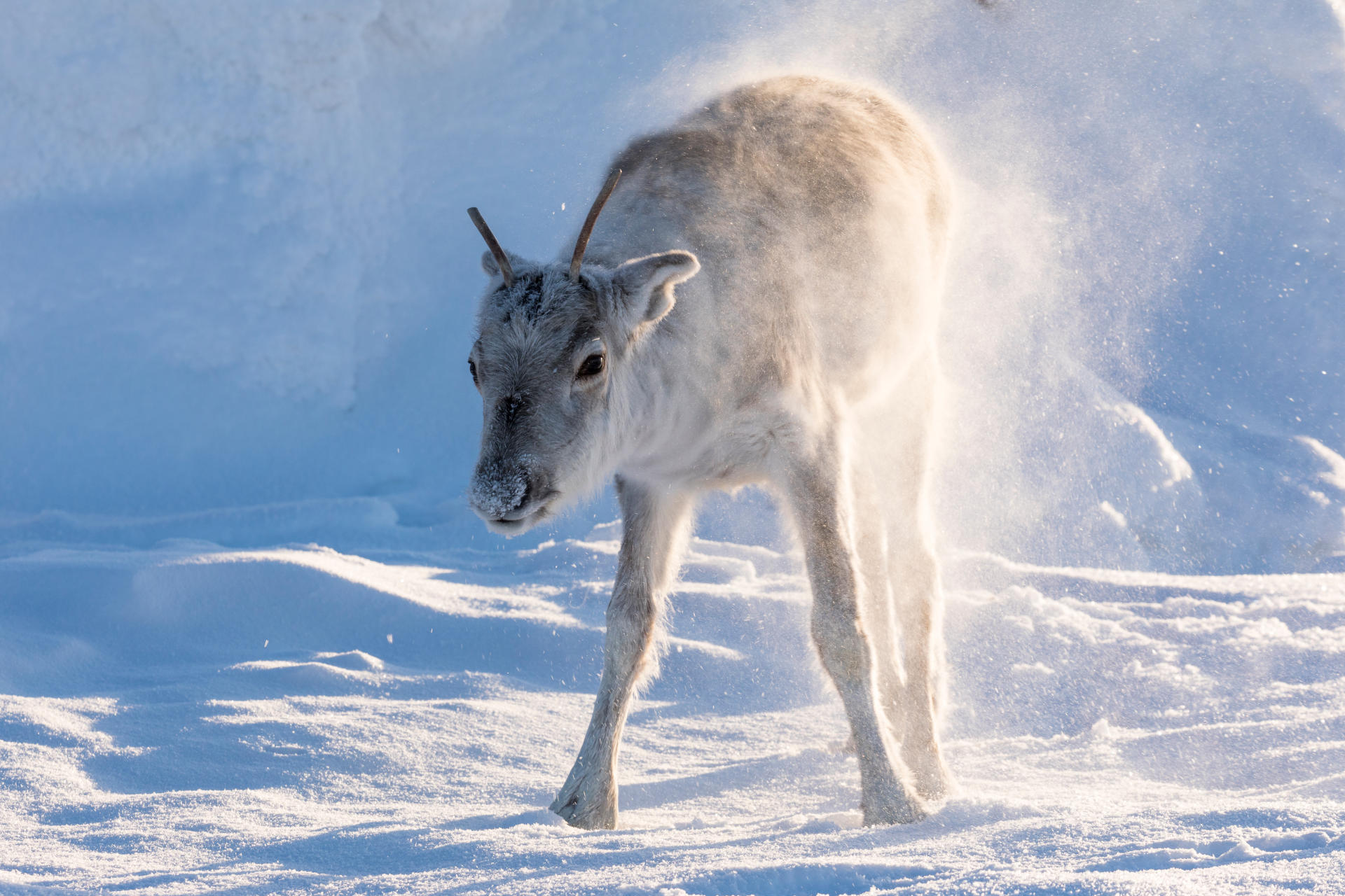 Reindeer Facts & Fun - Year of the Reindeer | Visit Finnish Lapland