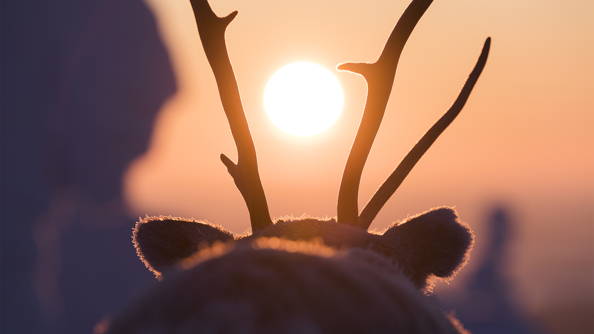 Ailo's Journey | Visit Finnish Lapland